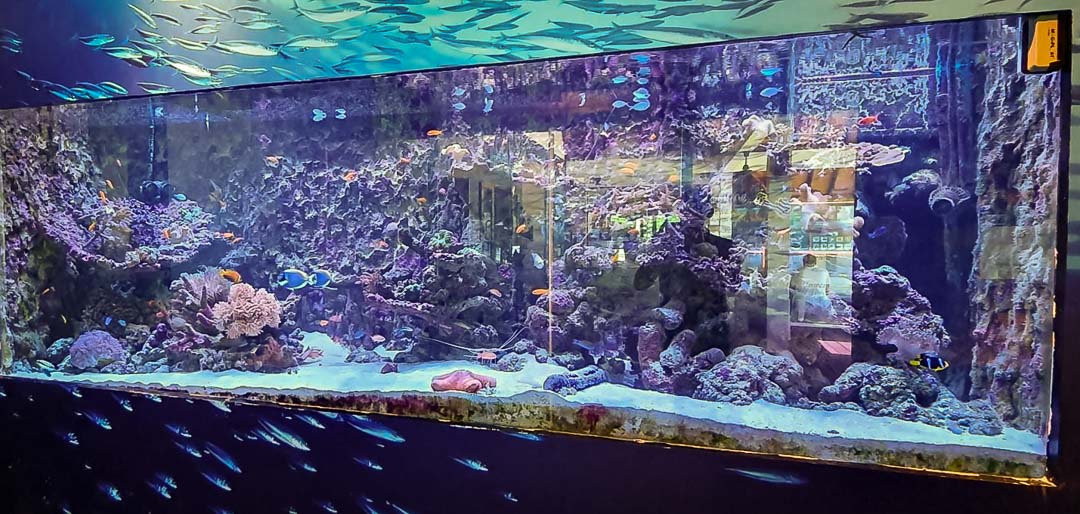 Calypso Aquarium Service – Fresh and Marine aquarium cleaning and ...